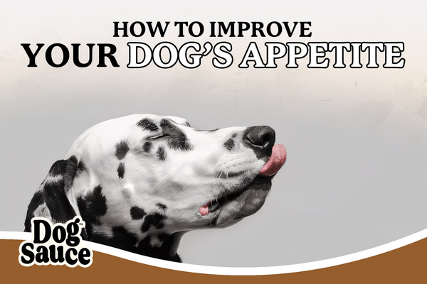 How to Improve Your Dog’s Appetite Naturally | DogSauce