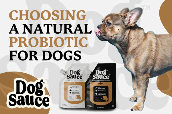 Natural Probiotics for Dogs: Why Dog Sauce is the Best Choice